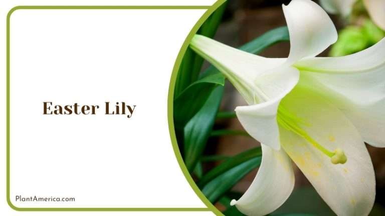 Flowers That Look Like Trumpets: 10 Options For Your Garden - Plant America