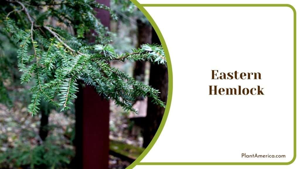 14 Types of Trees in Maine: Everything About the Maine Woods - Plant ...