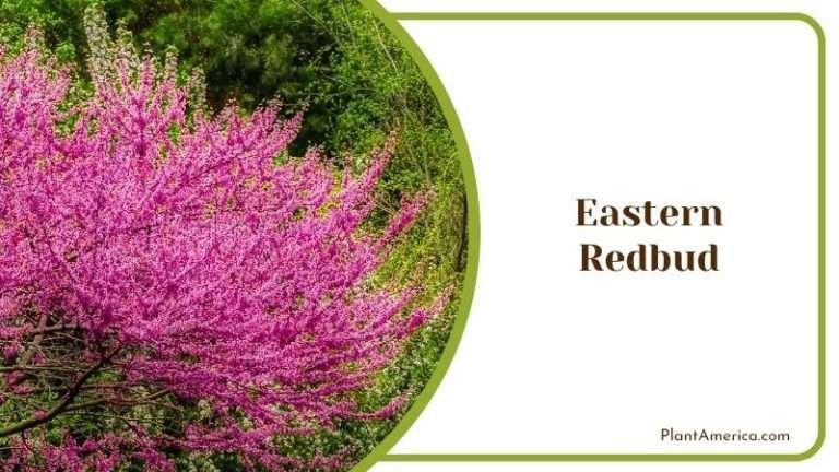 10 Trees Native to Ohio: Vibrant Greens - Plant America