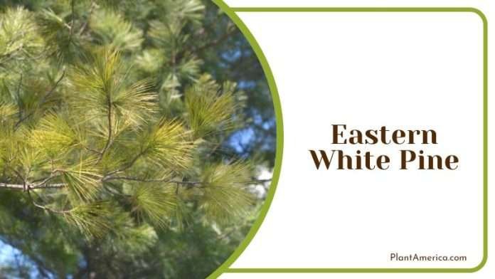 What Trees Produce Yellow Pollen: 6 Most Common Trees - Plant America