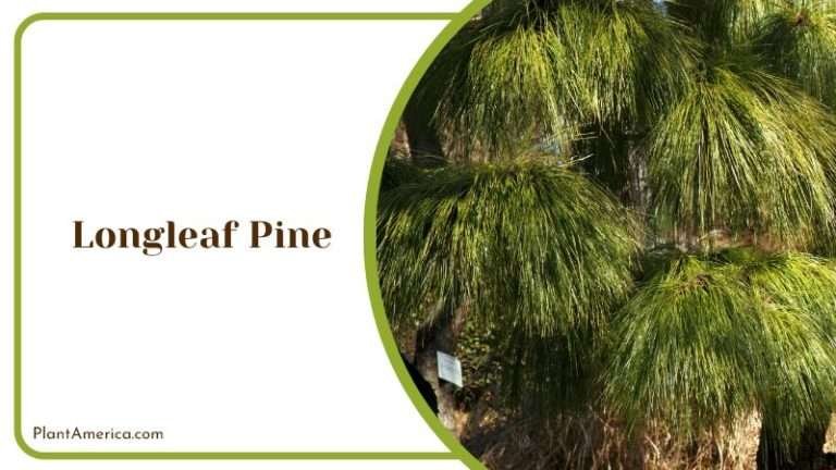9 Types of Pine Trees in Oregon To Elevate Your Landscape - Plant America