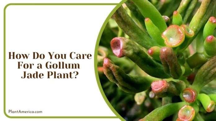 Gollum Jade: Tips and Tricks to Care For This Aesthetic Finger Jade ...
