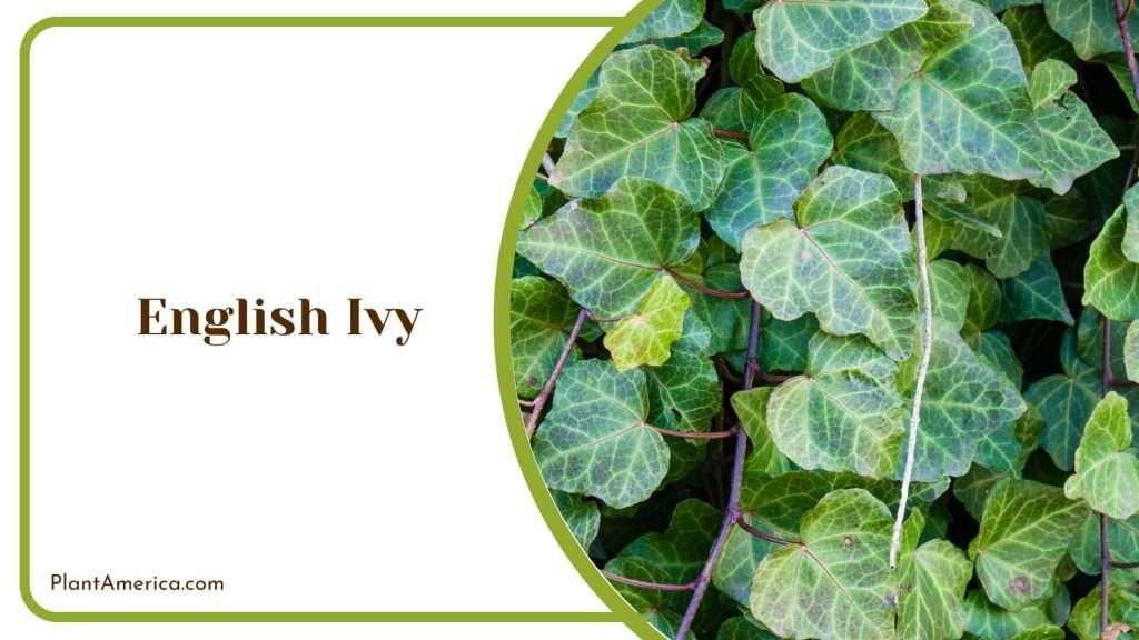 16 Florida Ground Cover Plants that Thrive in Sun and Shade - Plant America