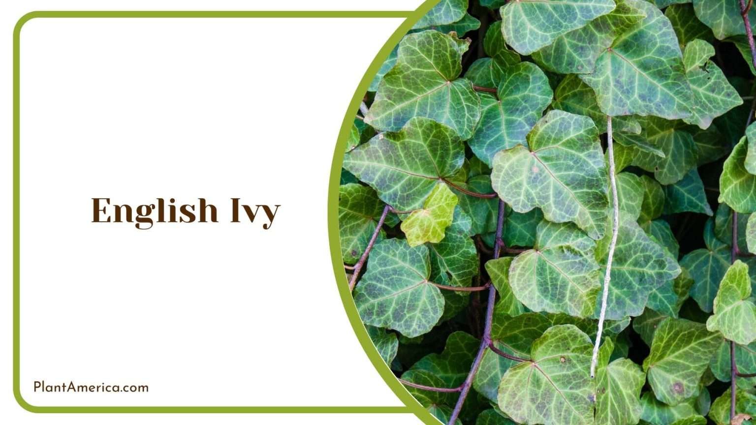 16 Florida Ground Cover Plants that Thrive in Sun and Shade - Plant America