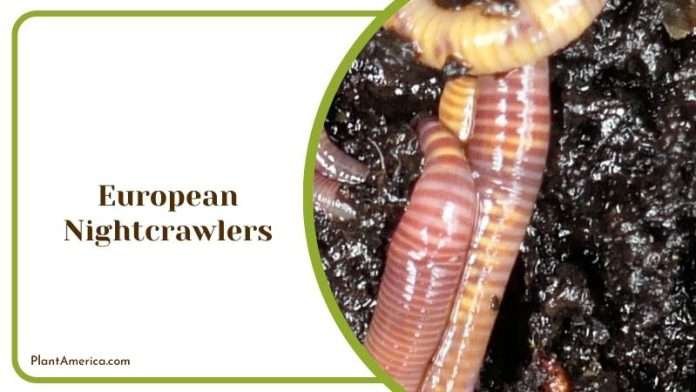 5 Worms That Eat Plants: The Unsung Heroes of the Ecosystem - Plant America
