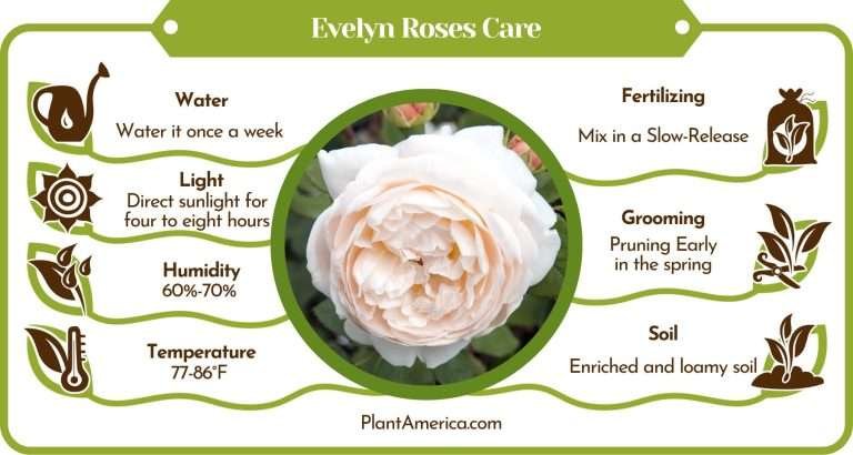 Evelyn Roses: A Care Guide For One of the Most Fragrant Roses - Plant ...