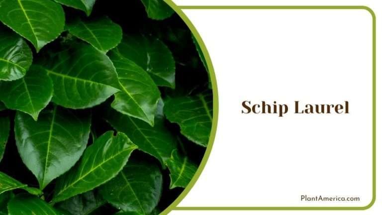6 Types of Laurel Trees To Create Your Dream Landscape - Plant America