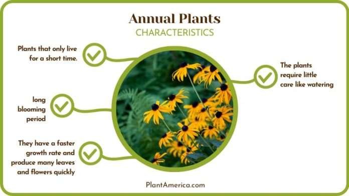 Annual Vs. Perennial Plants: A Comparison of the Two - Plant America