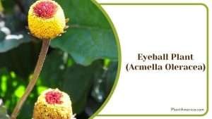 9 Flowers That Look Like Eyes: Amazing Optical Illusions - Plant America