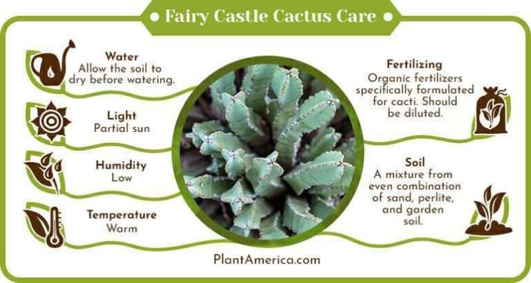 Fairy Castle Cactus: How To Care for the Magical Cactus - Plant America