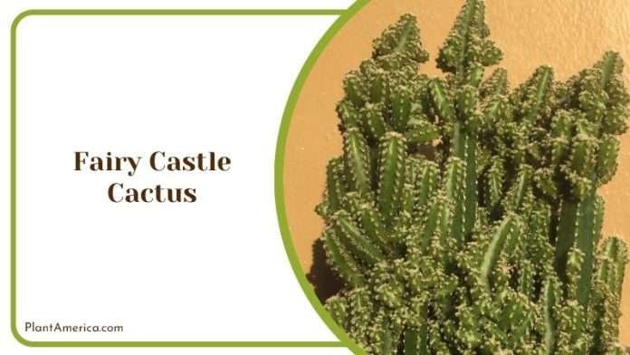 14 Types of Tall Cactus Plants for Your Home Environment - Plant America