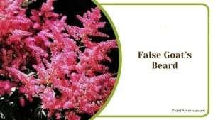 13 Spiky Red Flower: Types of Unusual but Beautiful Blooms - Plant America
