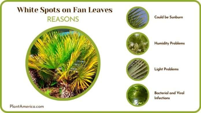 White Spots on Fan Leaves: What’s Wrong With Your Cannabis? - Plant America
