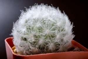 15 Cute Cactus Plants: A List Packed With Fuzzy Plants - Plant America