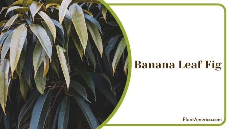 11 Types of Outdoor Ficus Trees for an Exotic Landscape - Plant America