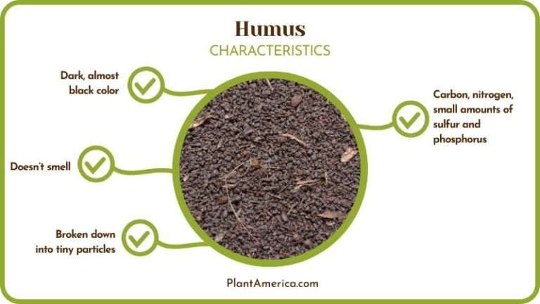 Humus Vs Compost: The Main Differences Between The Two - Plant America