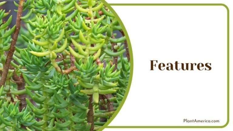 Crassula Tetragona: Caring for the Miniature Pine Tree - Plant America