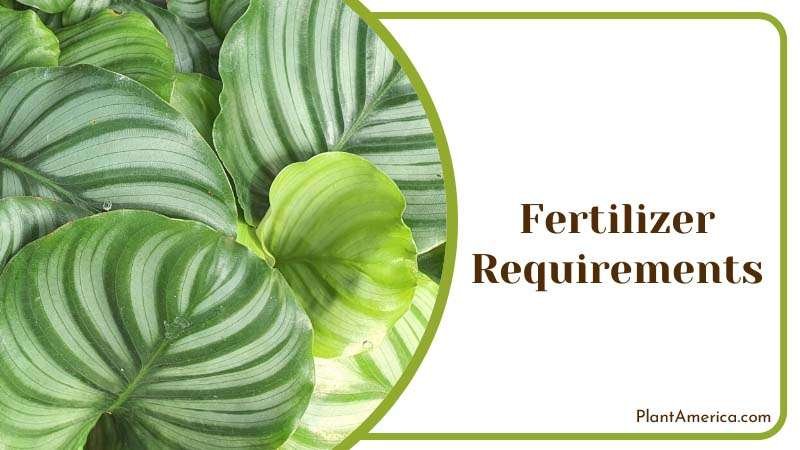 Calathea Vittata: Care Tips for the Amazing Prayer Plant - Plant America