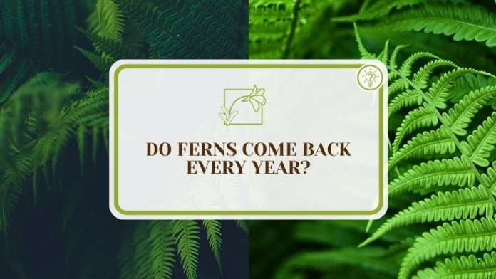 Do Ferns Come Back Every Year? Expect This the Following Year - Plant ...