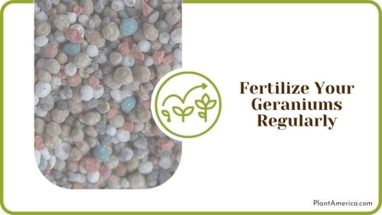 How To Prune Geraniums for Better Growth: Detailed Guide - Plant America