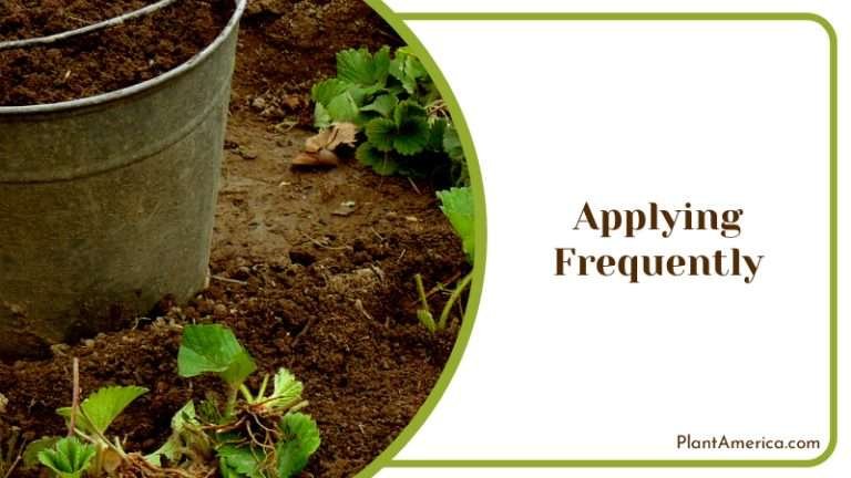 Strawberry Fertilizer: When and How To Use it Properly - Plant America