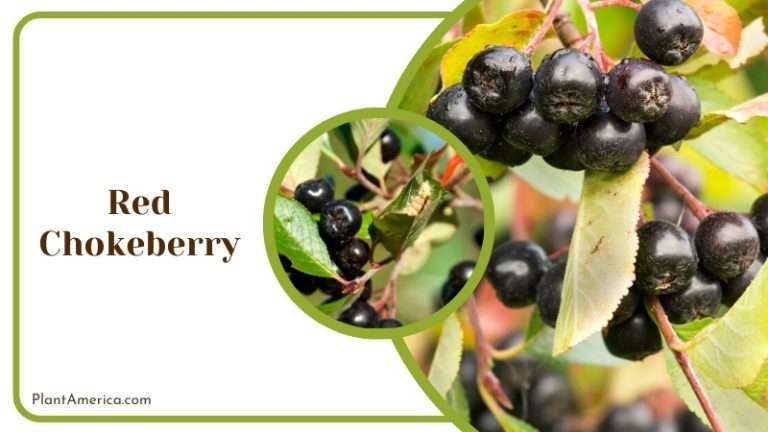 16 Evergreen Trees With Red Berries: Brilliant Choices - Plant America