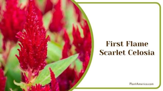 9 Types of Celosia for Vibrant Colors in Your Garden - Plant America