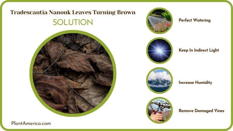 Tradescantia Nanouk Leaves Turning Brown: Guide To Treating - Plant America