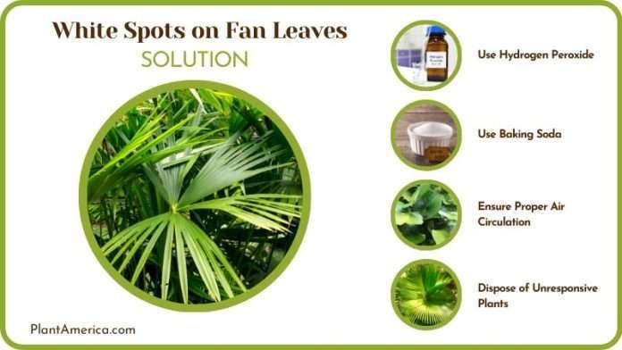White Spots on Fan Leaves: What’s Wrong With Your Cannabis? - Plant America