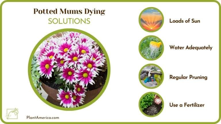 Why Are My Potted Mums Dying: Save Your Plants Before It's Too Late ...