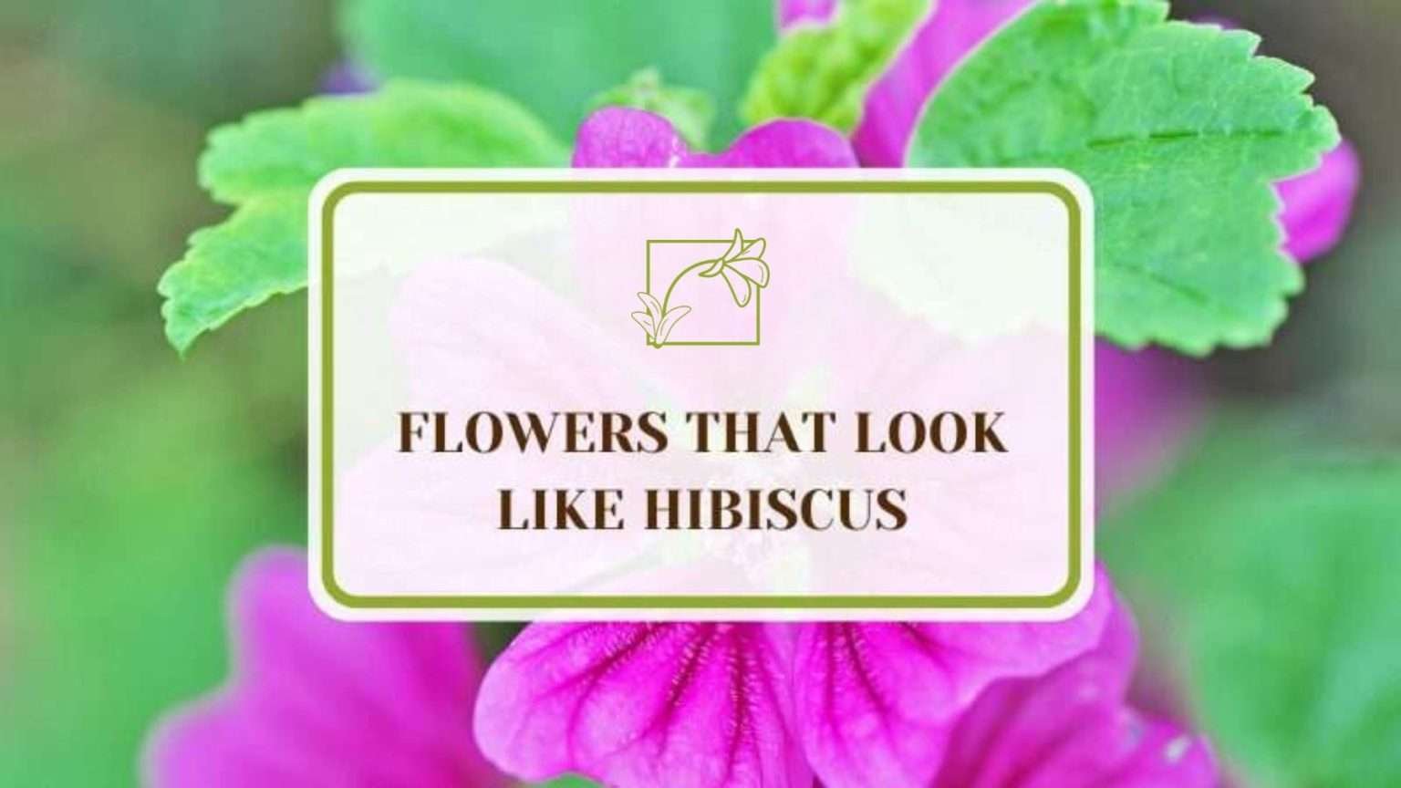 9 Flowers That Look Like Hibiscus With Eye-catching Blooms - Plant America