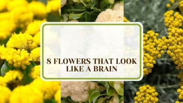 8 Flowers That Look Like a Brain: An Uncanny Resemblance - Plant America