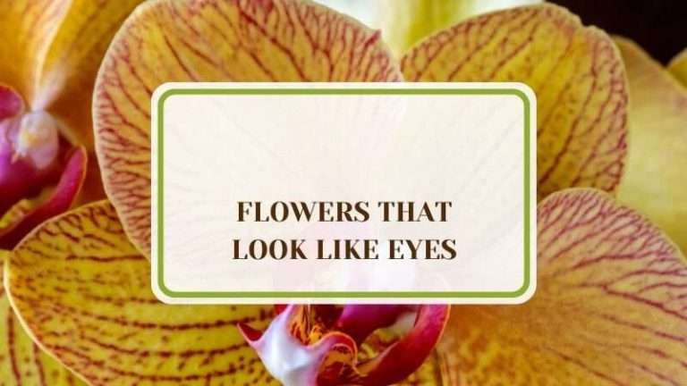 9 Flowers That Look Like Eyes: Amazing Optical Illusions - Plant America
