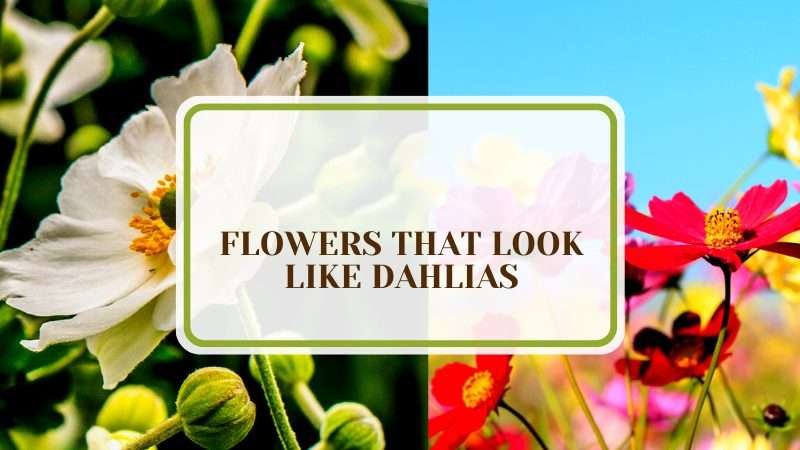 11 Flowers That Look Like Dahlias: Similar But Different - Plant America