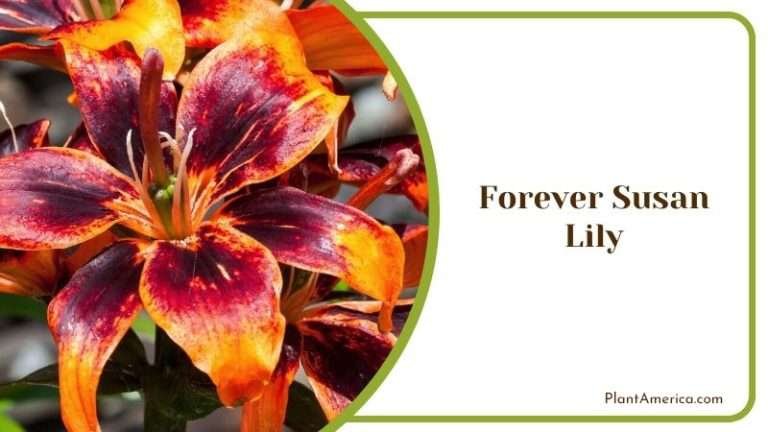 18 Dark Lilies to Satisfy Your Dramatic Gardening Aesthetics - Plant ...
