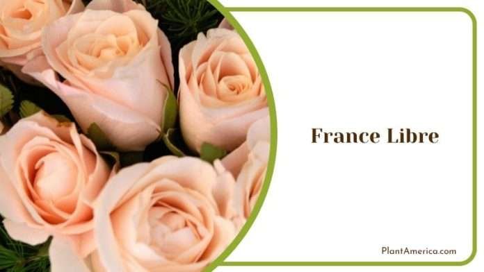 15 Orange Roses: List of Naturally Colorful Ones - Plant America