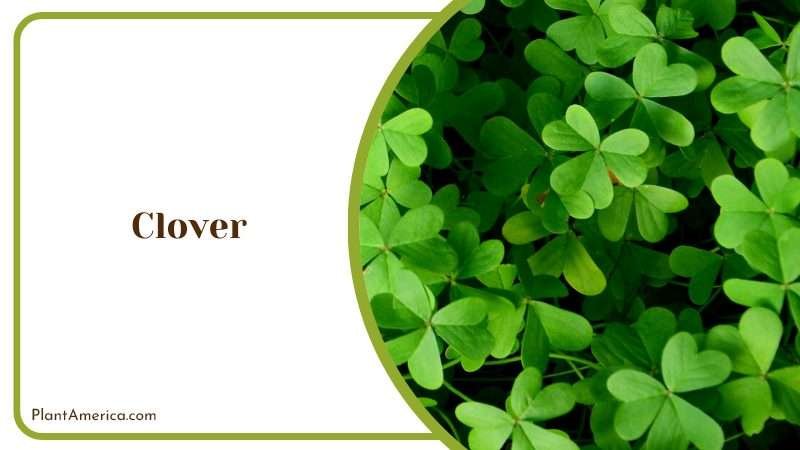 9 Sage Companion Plants To Grow in Your Garden - Plant America
