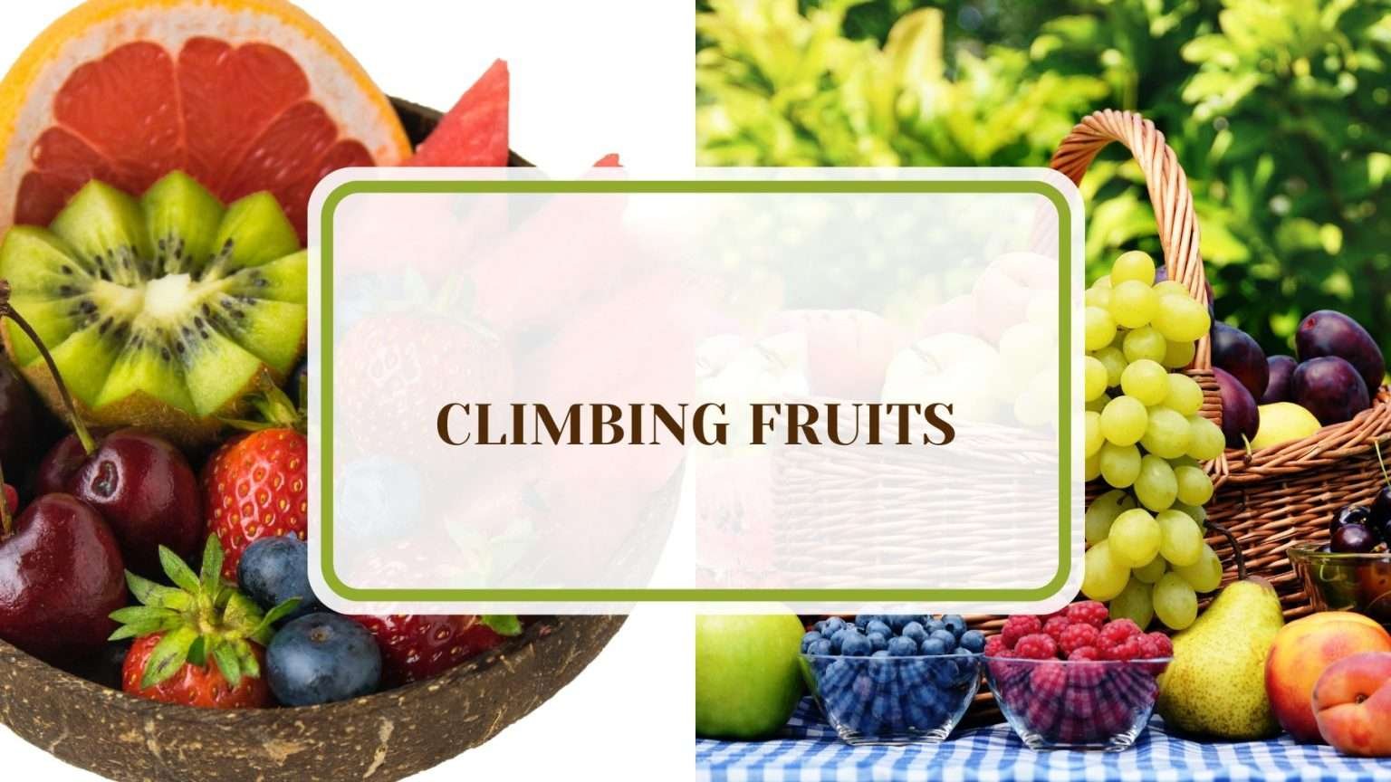 16 Climbing Fruits for Nutritional Value and Tasty Harvests - Plant America