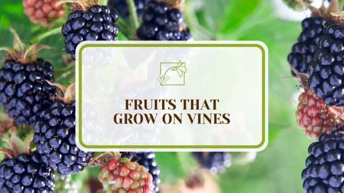 10 Fruits That Grow on Vines: Useful List of Fruit-bearing Plants ...