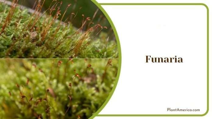 8 Plants With No Leaves but Still Makes Their Own Food - Plant America