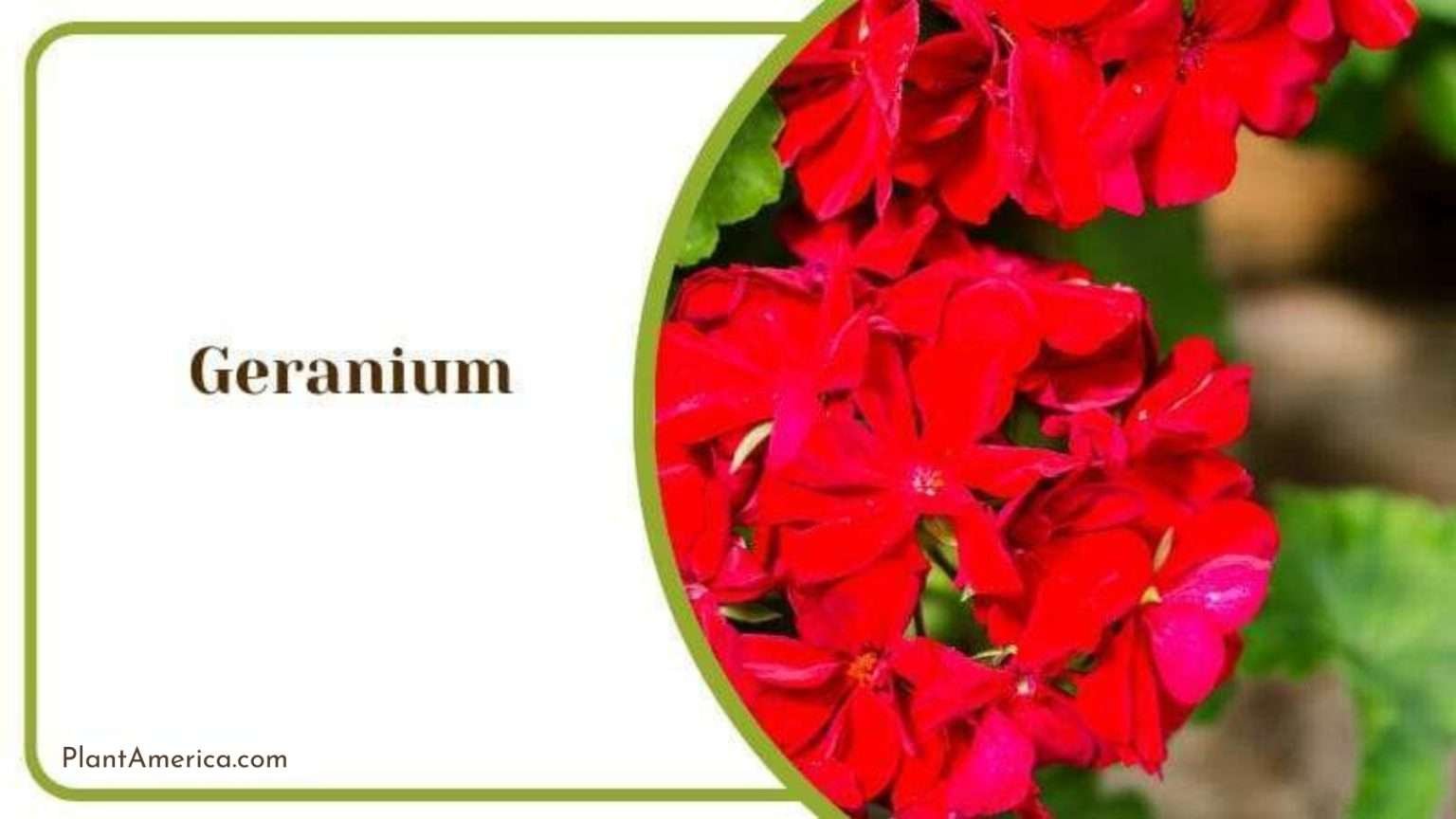 7 Companion Plants for Gardenias: The Perfect Combinations - Plant America