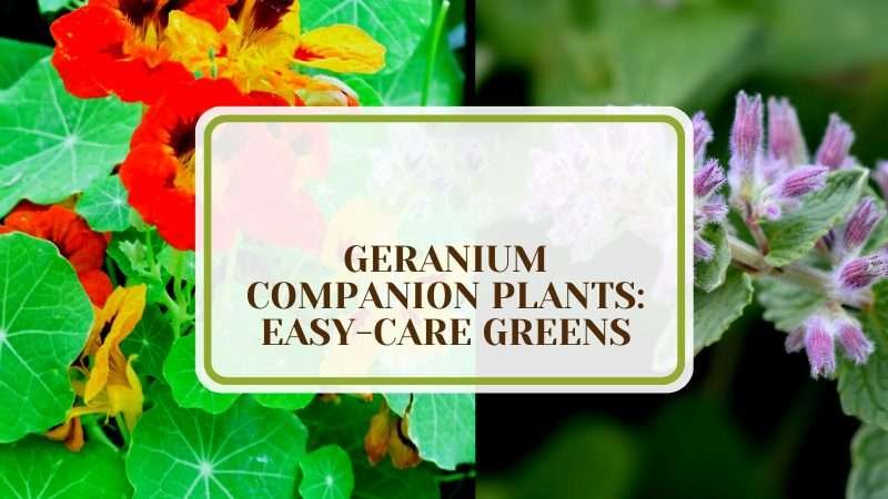 6 Geranium Companion Plants: Easy-care Greens - Plant America