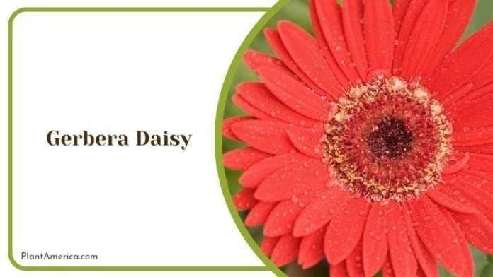 13 Spiky Red Flower: Types of Unusual but Beautiful Blooms - Plant America