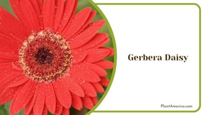 28 Daisy Like Flowers: An Extensive List - Plant America