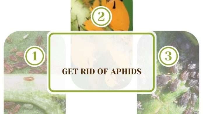 Get Rid of Aphids: Guide to Eliminating Them from Your Garden - Plant ...
