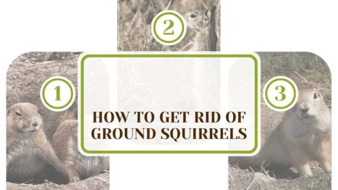 How To Get Rid of Ground Squirrels: Effective Methods You Should Know ...