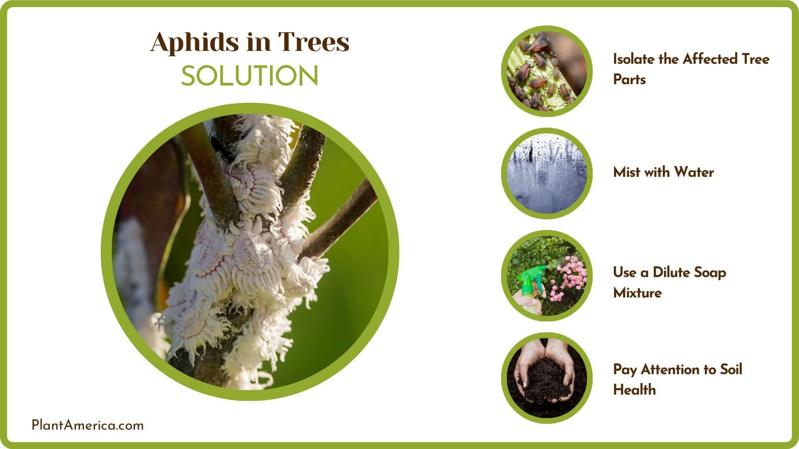 Aphids in Trees: The Causes of the Issue and Their Fixes - Plant America