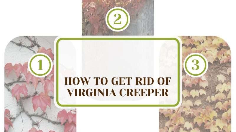 How To Get Rid of Virginia Creeper: It's Easier Than You Think! - Plant ...