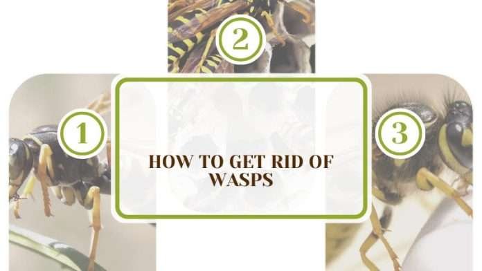 How to Get Rid of Wasps: The Right Way to Repel Them - Plant America