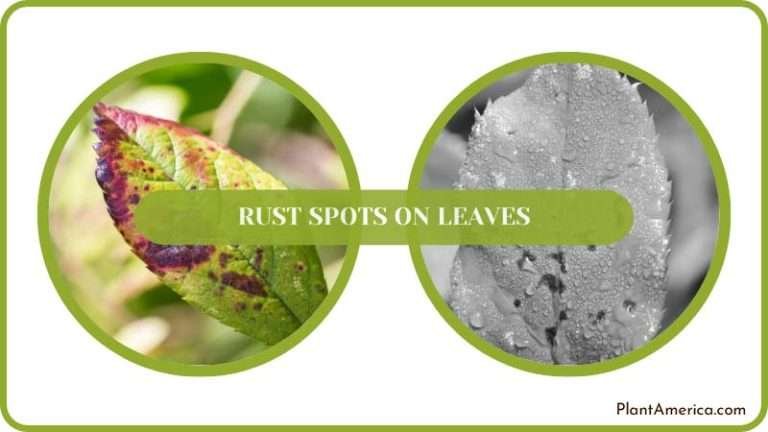 Rust Spots on Leaves During Flowering: Diagnosis and Fixes - Plant America